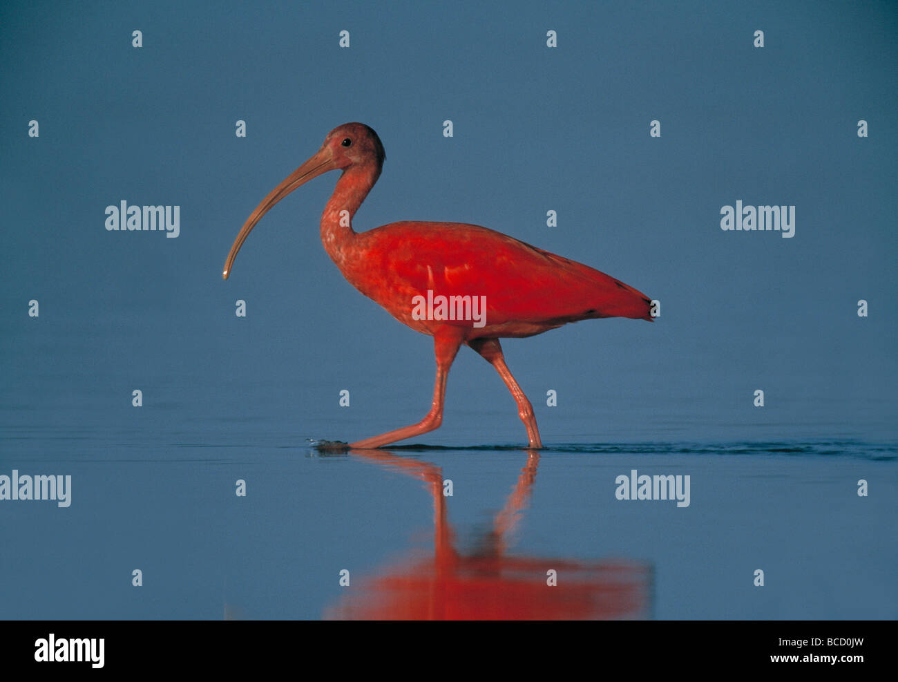 Walking scarlet ibis hi-res stock photography and images - Alamy