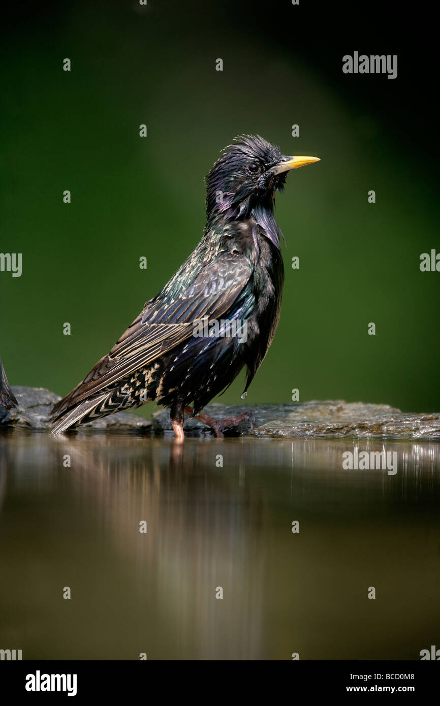 Starling England High Resolution Stock Photography and Images - Alamy