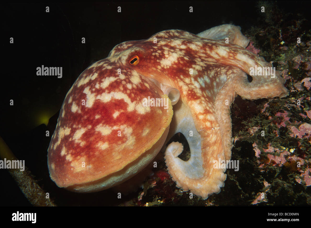 Curled under water hi-res stock photography and images - Alamy