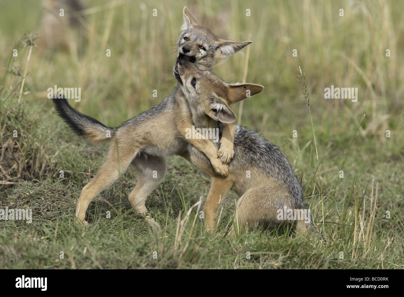 BLACK-BACKED JACKAL (Canis mesomelas) young playing. Masai-Mara national park. Kenya Stock Photo ...