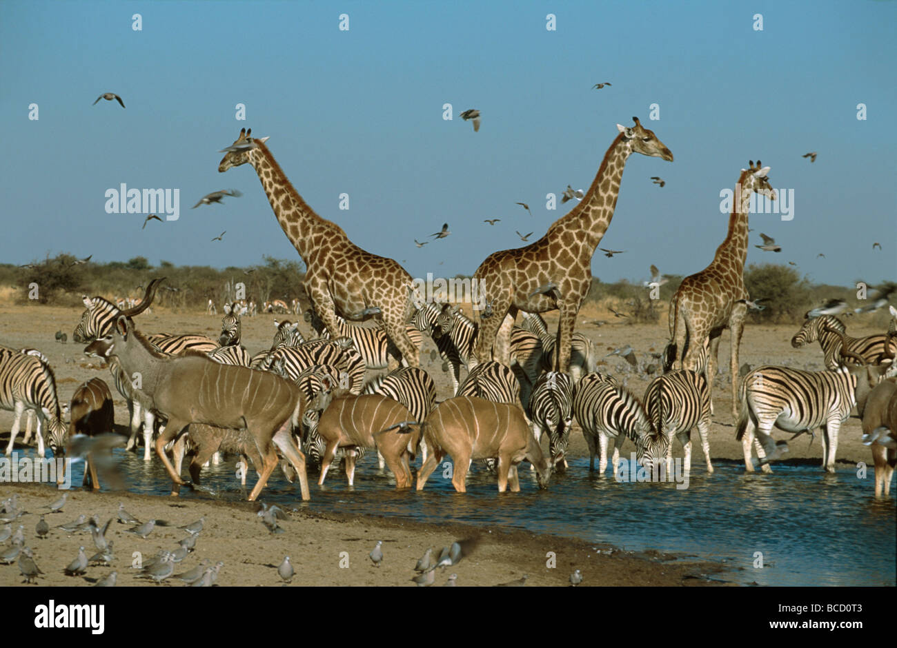 Mixed antelope including Kudu Zebra and Giraffe with cape turtle doves ...