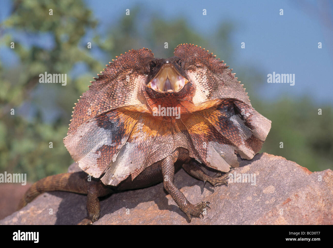 FRILLED LIZARD threat display (Chlamydosaurus kingii). Northern ...