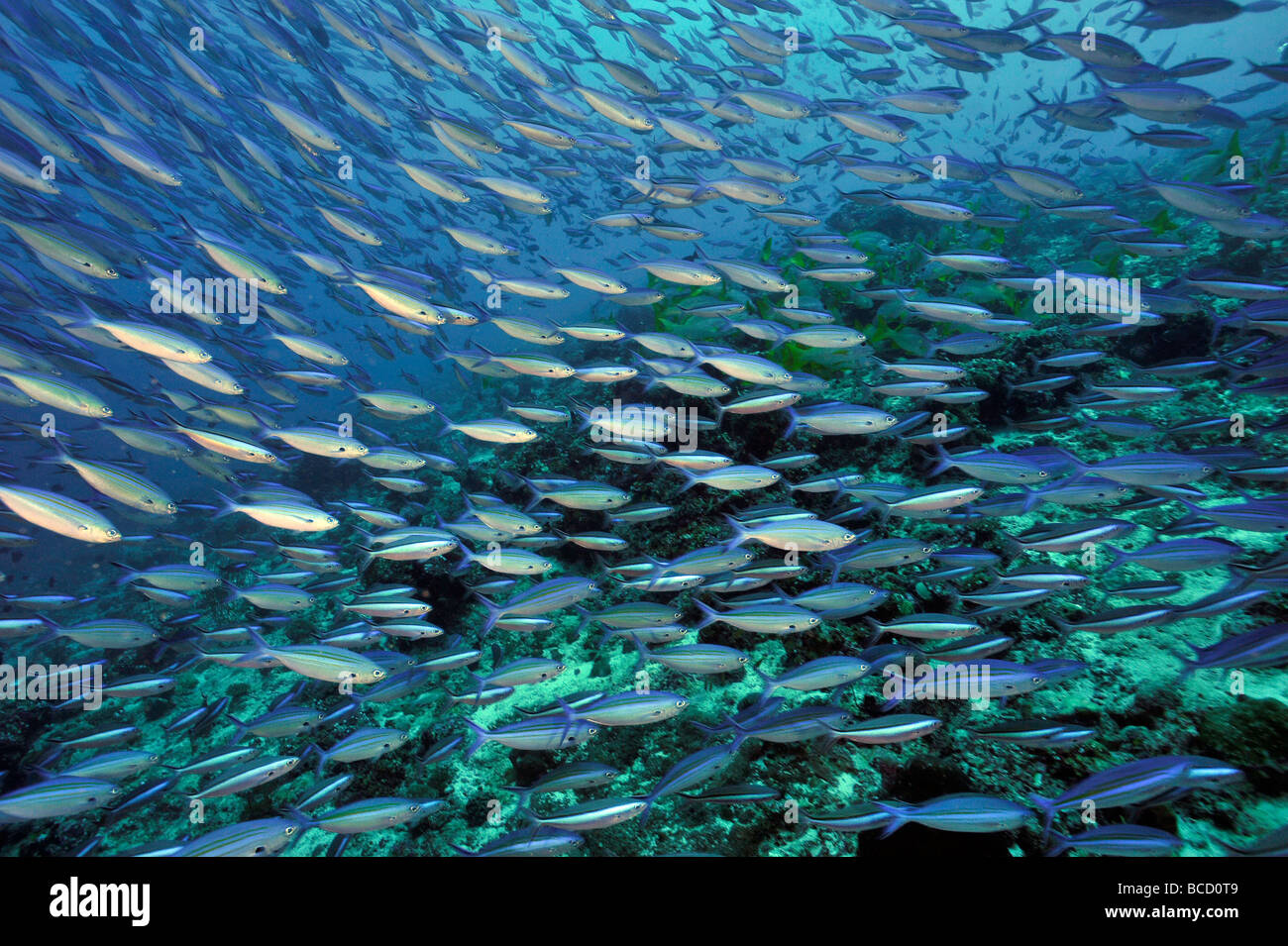 Shoaling fish hi-res stock photography and images - Alamy
