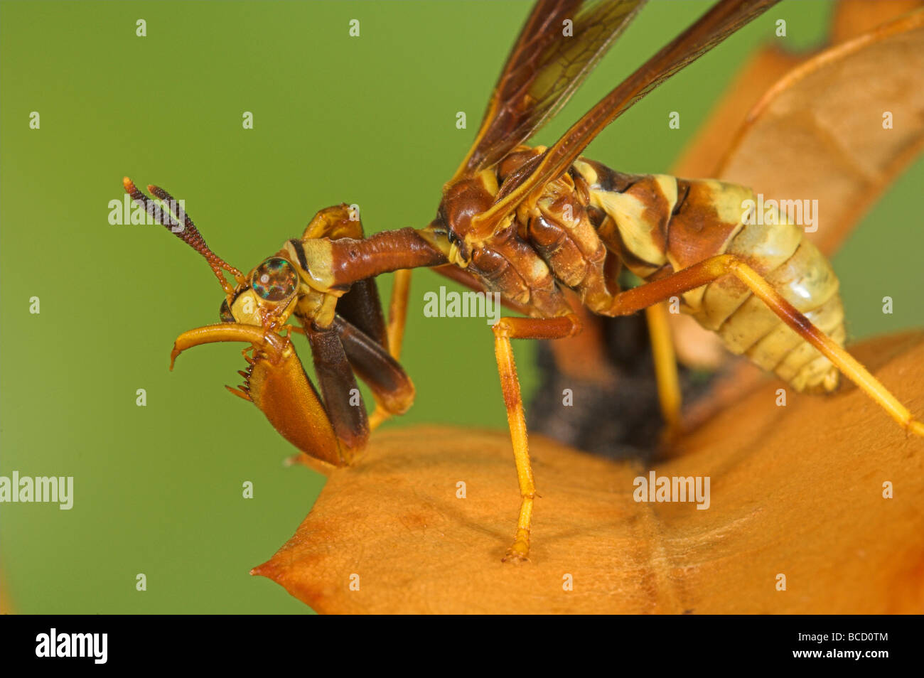 Mantidflies High Resolution Stock Photography and Images - Alamy