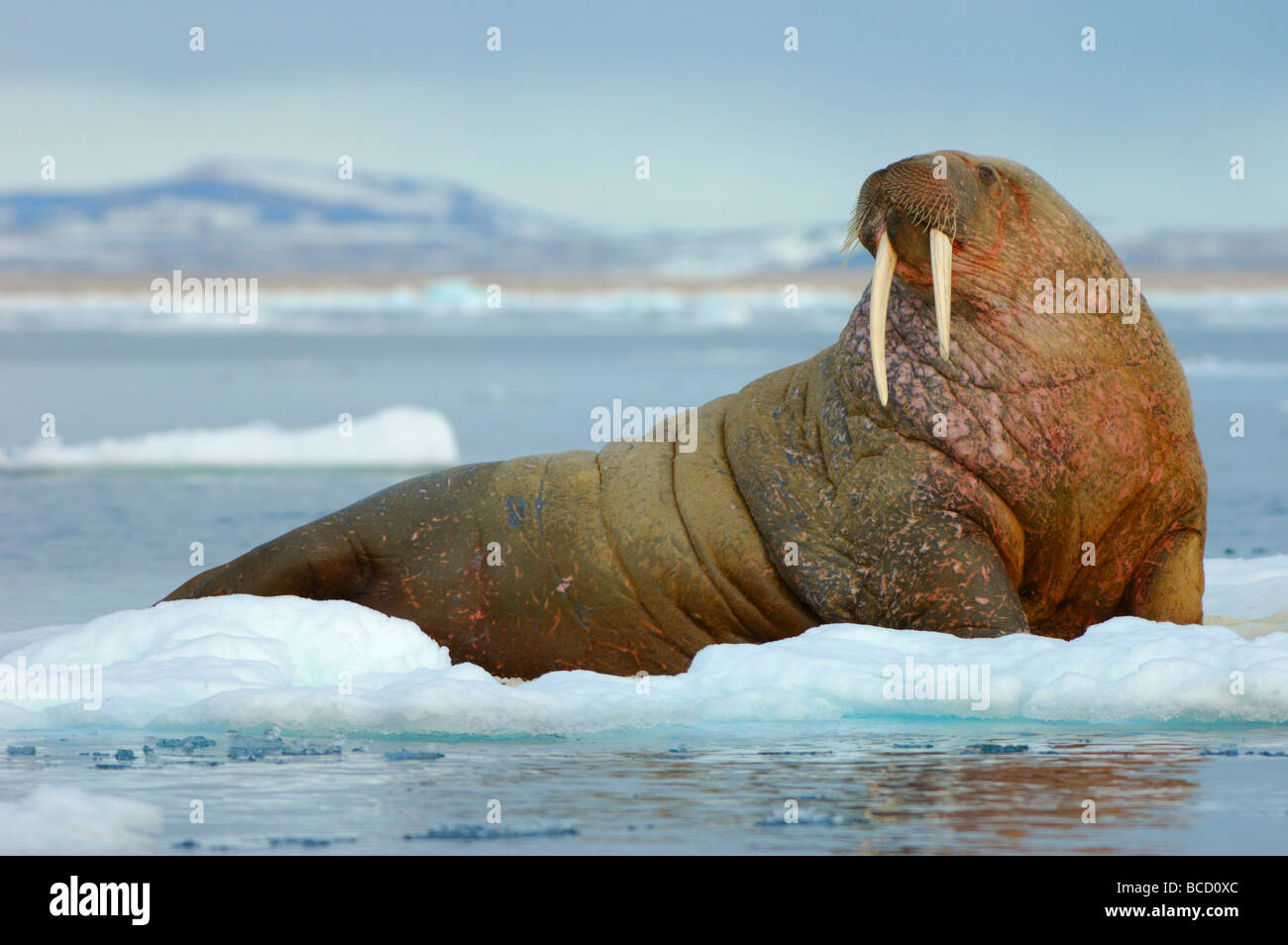 The walrus hi-res stock photography and images - Alamy