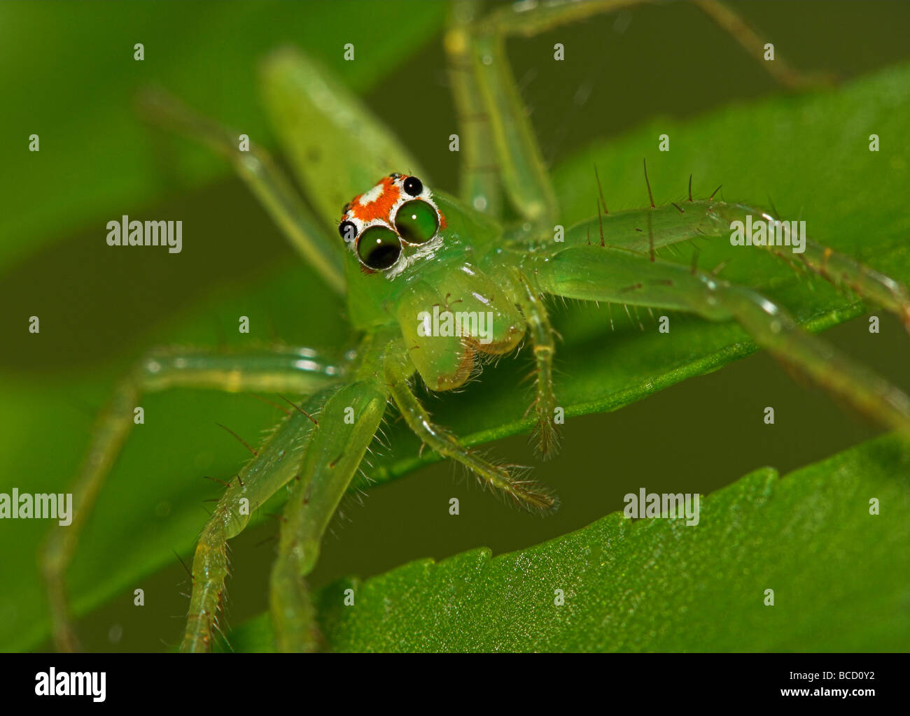 MAGNOLIA GREEN JUMPING SPIDER female (Lyssomanes virides) rolling its ...