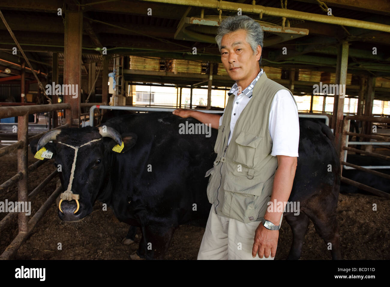 CEO Kazutaka stands in a cow shed at Maruse Stockbreeding Inc., Hyogo ...