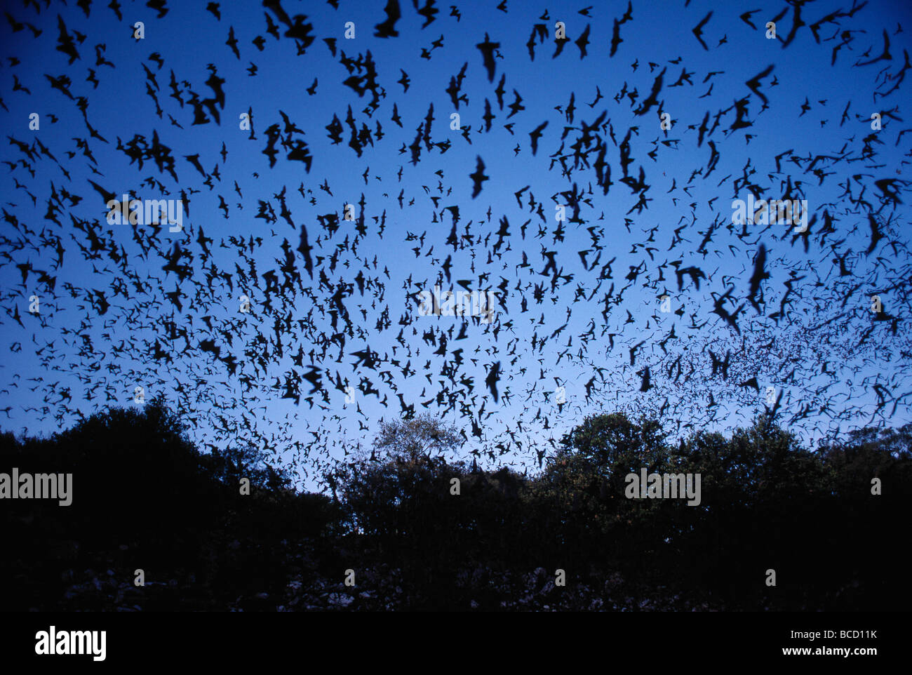 Bat animals texas hi-res stock photography and images - Alamy