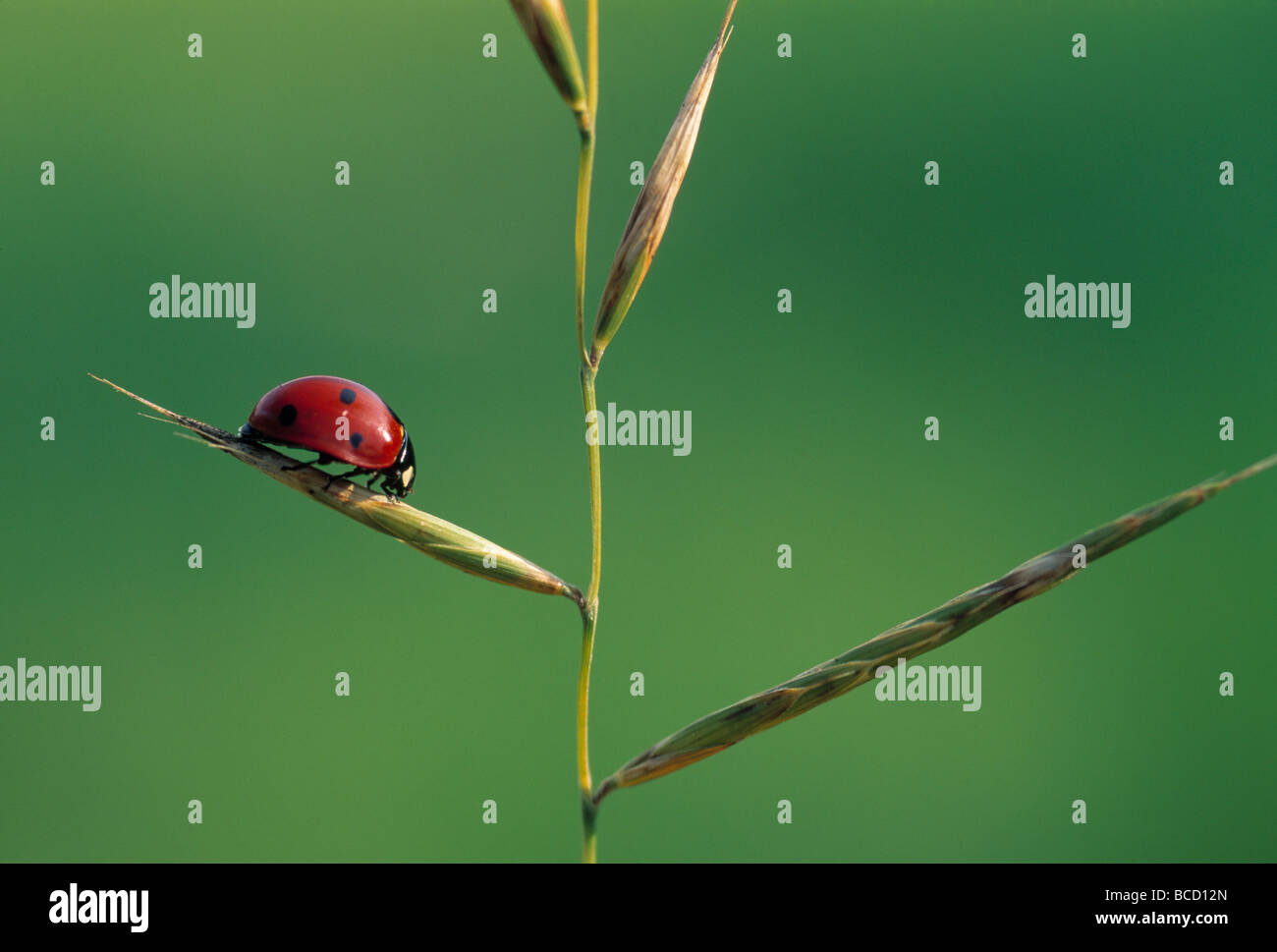English lady bugs hi-res stock photography and images - Alamy