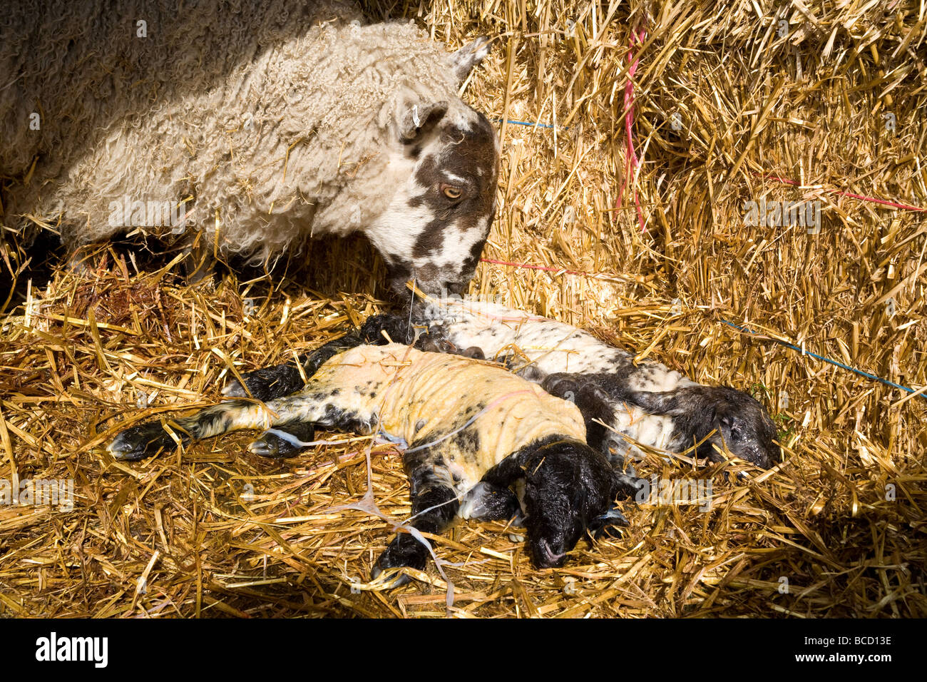 Sheep with newly born lambs Stock Photo - Alamy