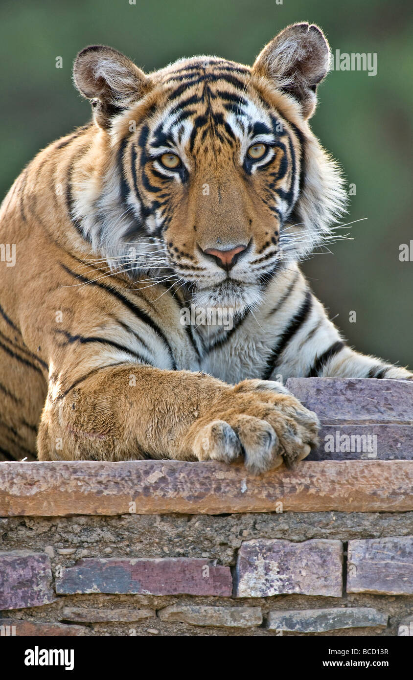 BENGAL TIGER (Panthera tigris tigris) female on old temple. India Stock ...