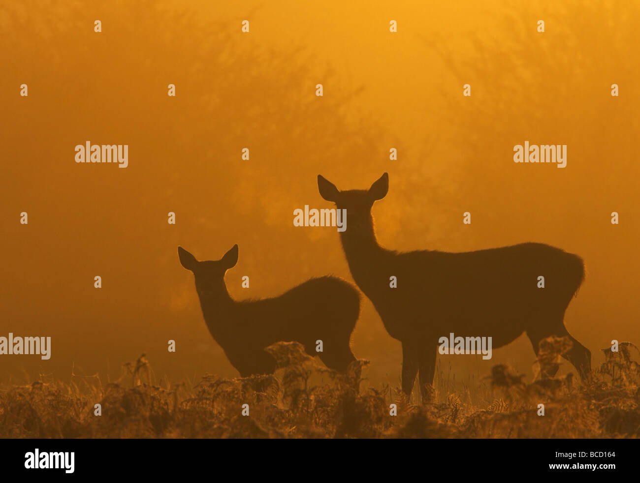 Red deer in bradgate park hi-res stock photography and images - Alamy