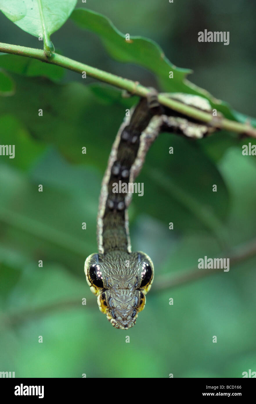 Caterpillar mimicry viper hi-res stock photography and images - Alamy