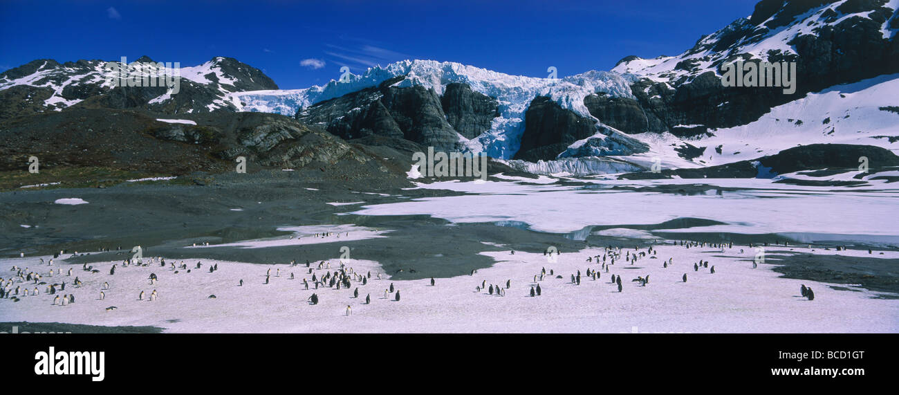 King Penguin (Aptenodytes patagonicus) colony. Gold Harbour. South ...