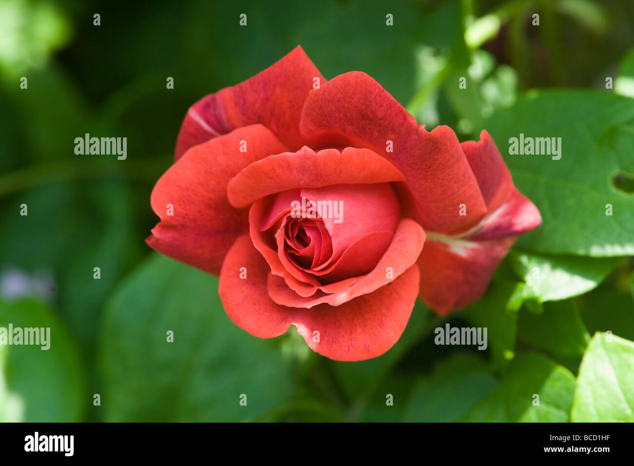 Rose Rosa "Danse du feu" Red Flower Stock Photo - Alamy