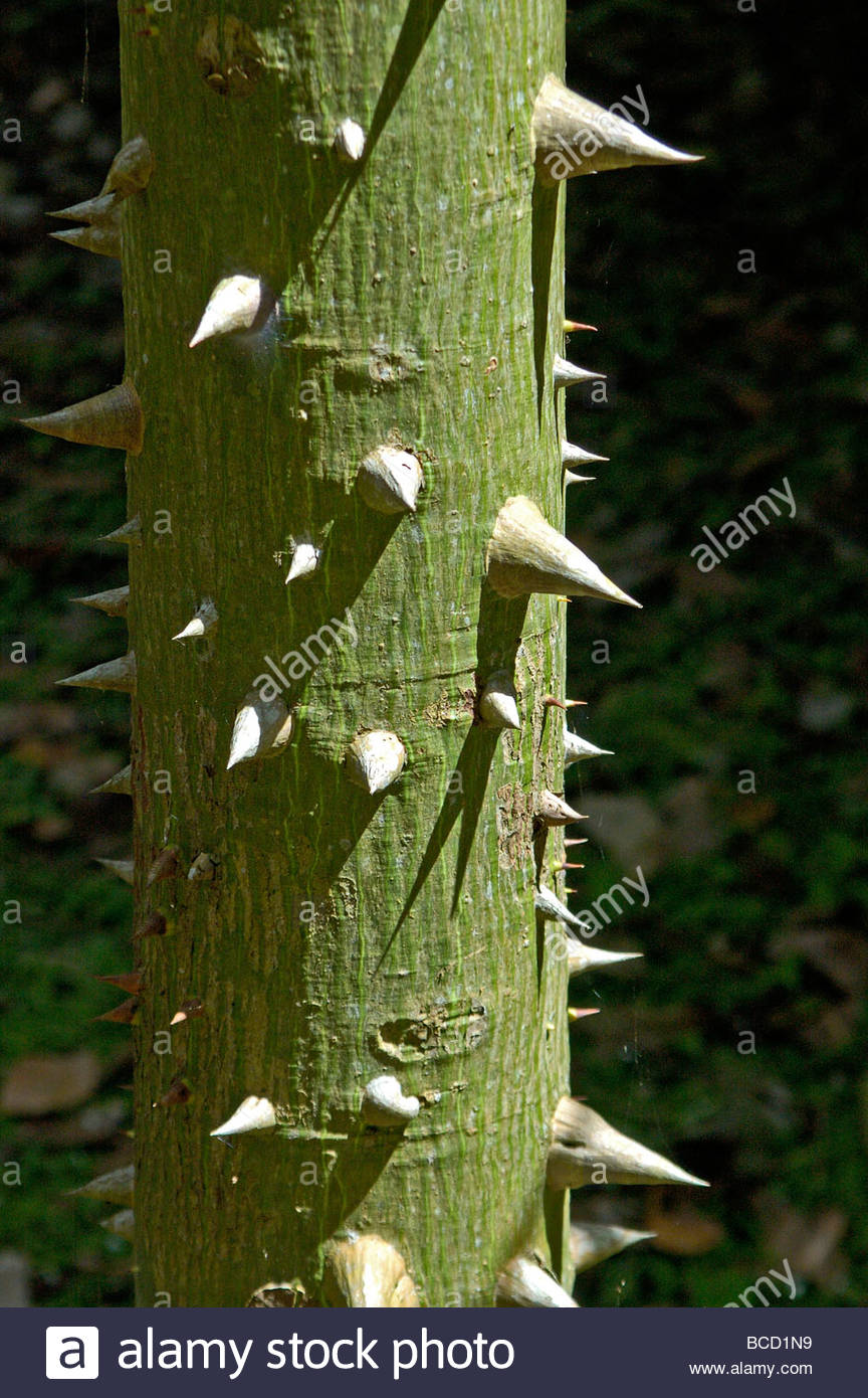 Kapok Tree Thorns High Resolution Stock Photography and Images - Alamy