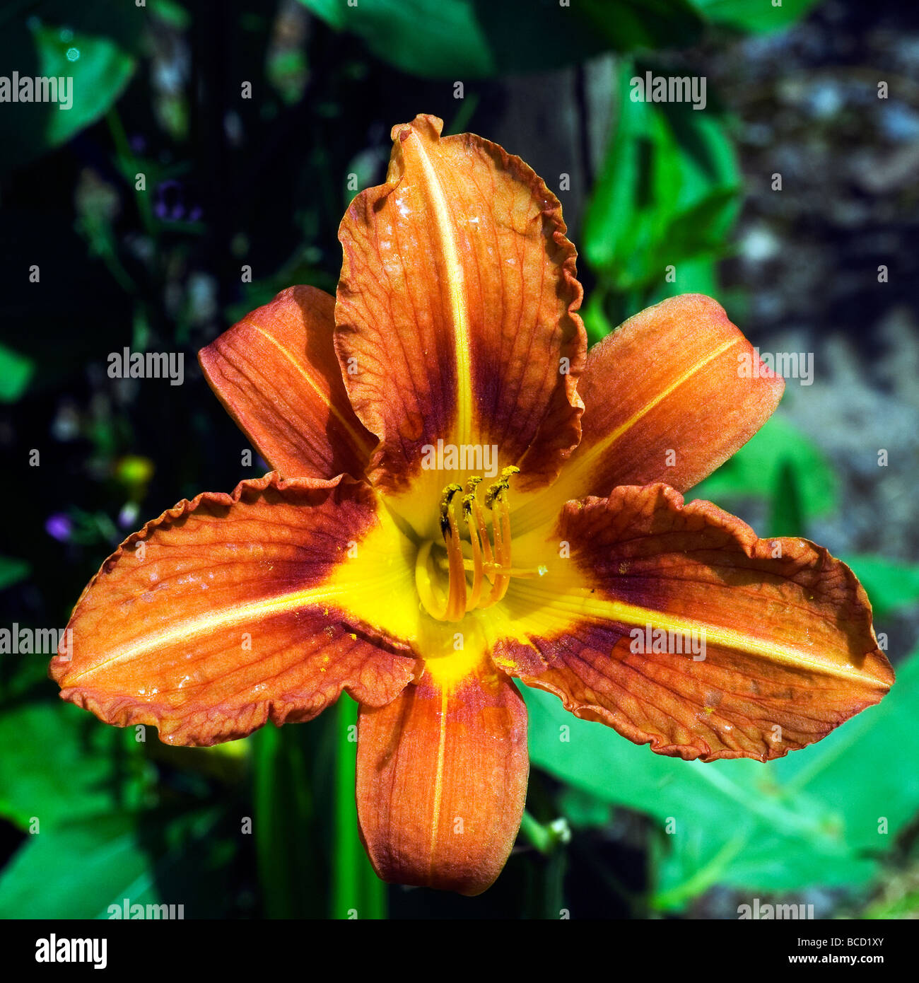Daylily varieties hi-res stock photography and images - Alamy