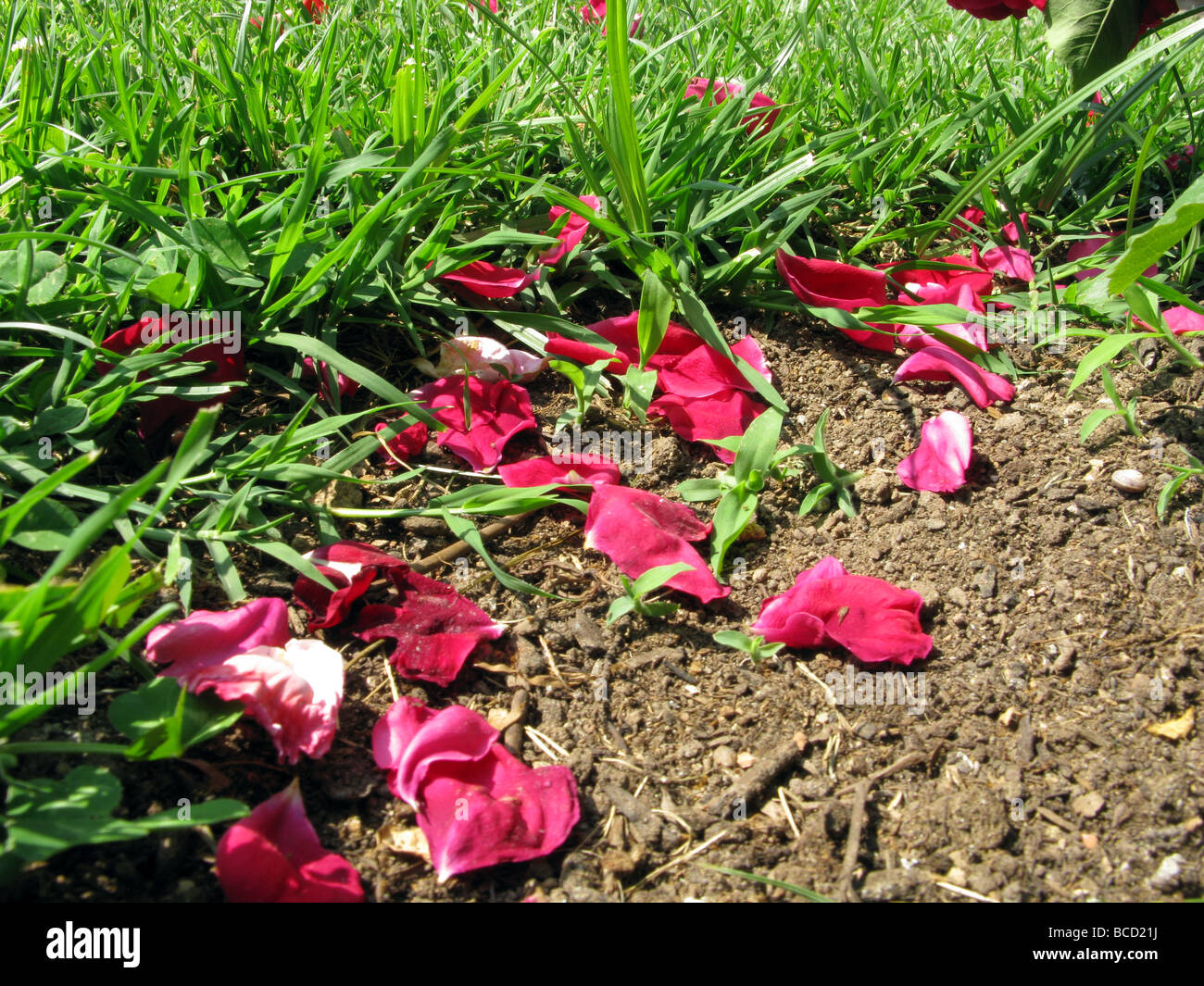 many fallen red rose petals in flower bed in garden Stock Photo - Alamy