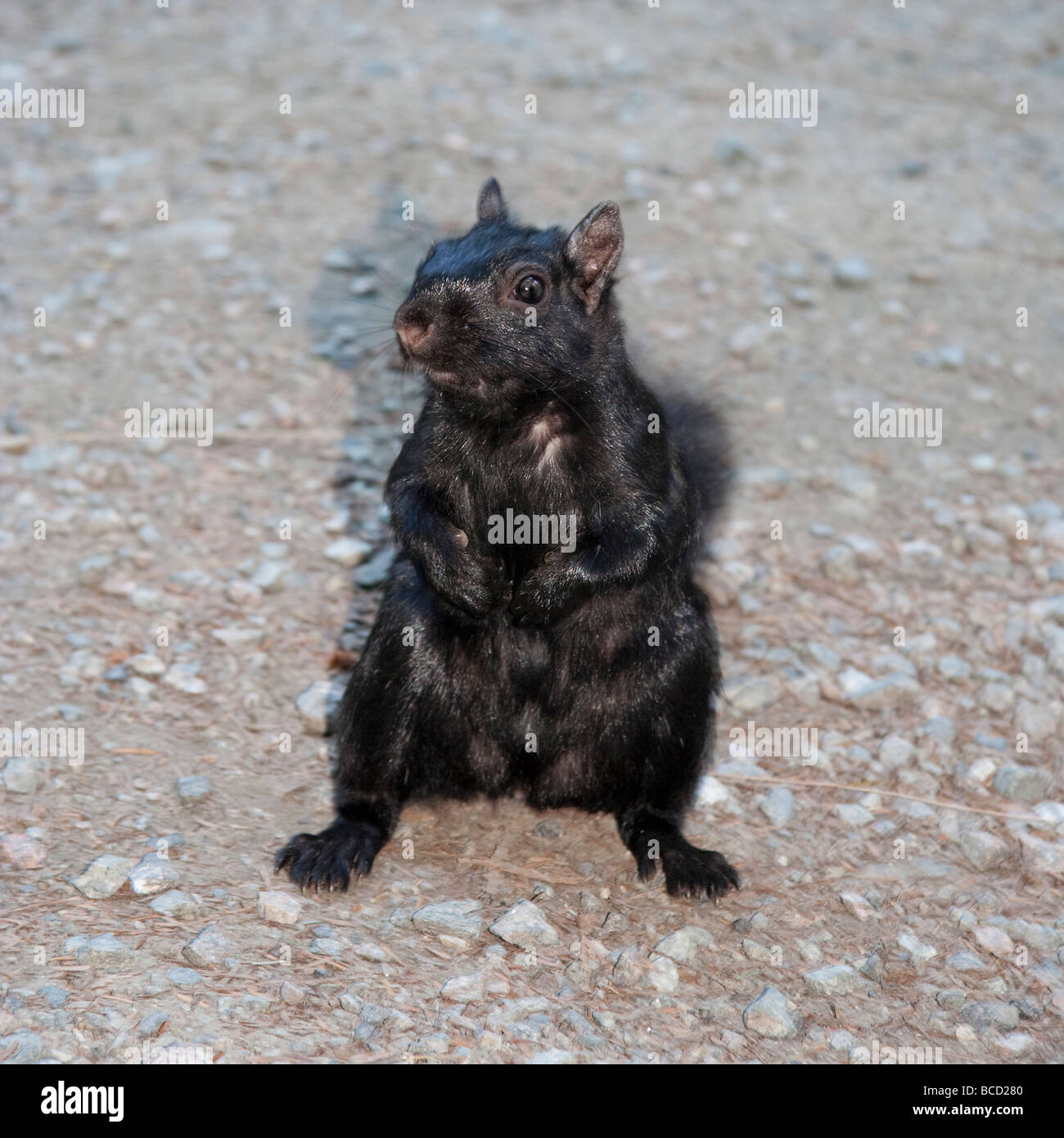 Curious Black Squirrel Sciurus carolinensis in Stanley Park Vancouver ...