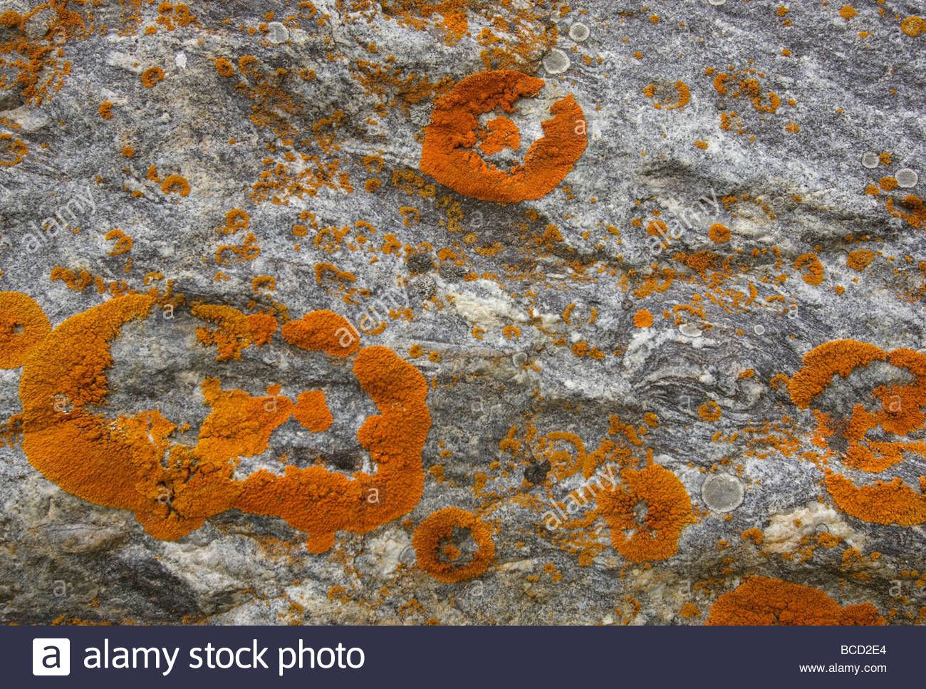 Crustose lichen on rock outcrop, Svalbard, Norway Stock Photo - Alamy