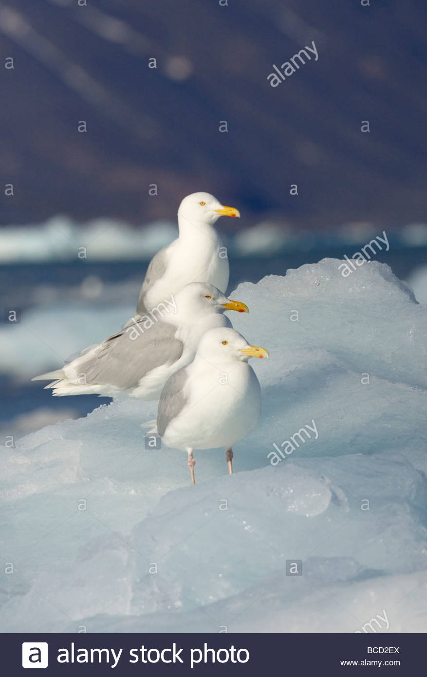 Glaucus gulls perched on pack ice, Svalbard, Norway Stock Photo - Alamy
