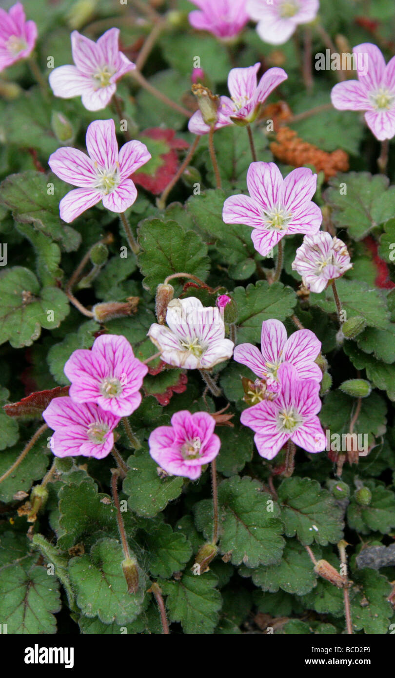 Alpine Geranium, Cranesbill or Storksbill, Erodium reichardii "Rosea ...
