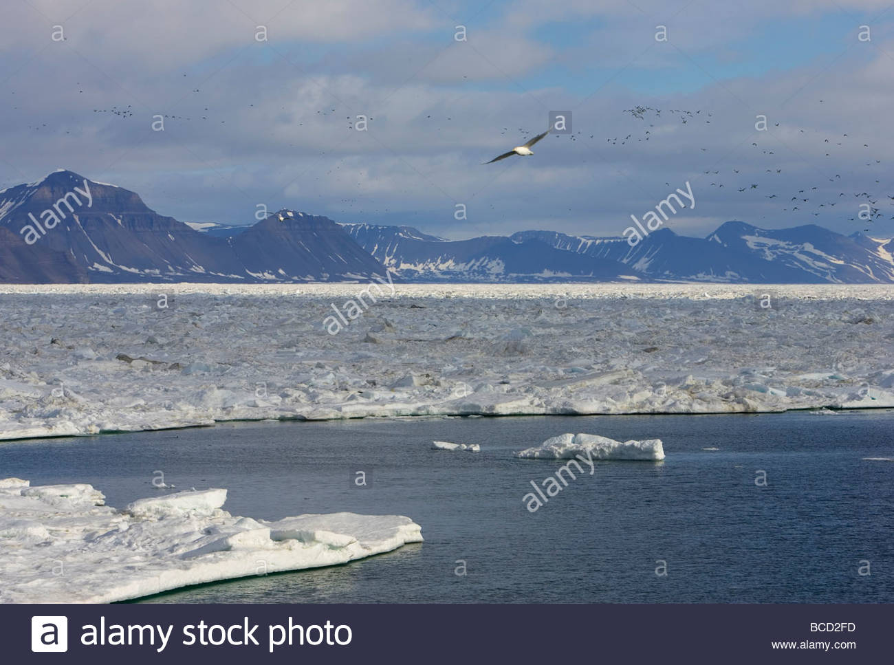 Seabirds fly along ice edge, Storfjord, Svalbard, Norway Stock Photo ...