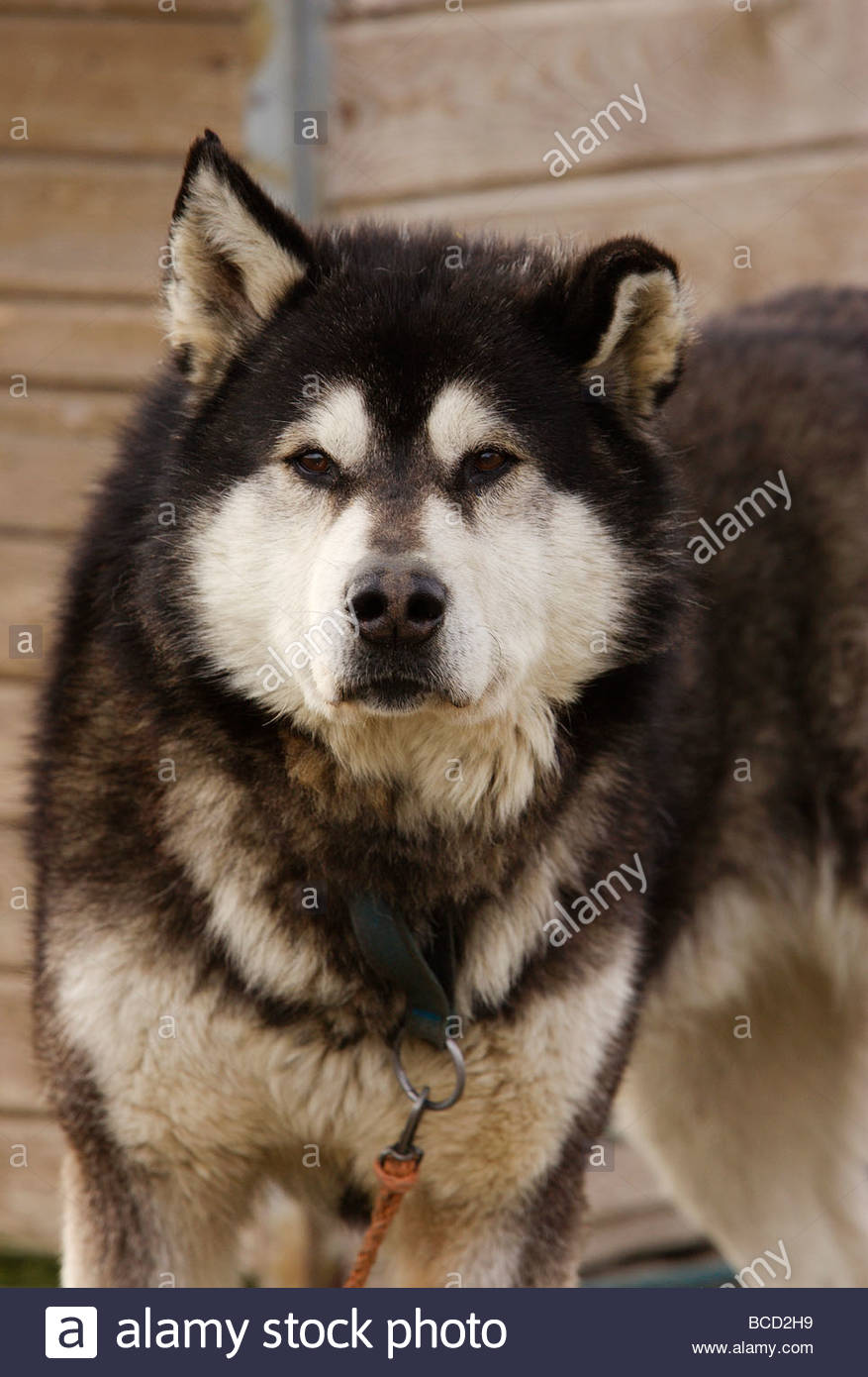 Husky sled dog, Bear Island, Svalbard, Norway Stock Photo - Alamy