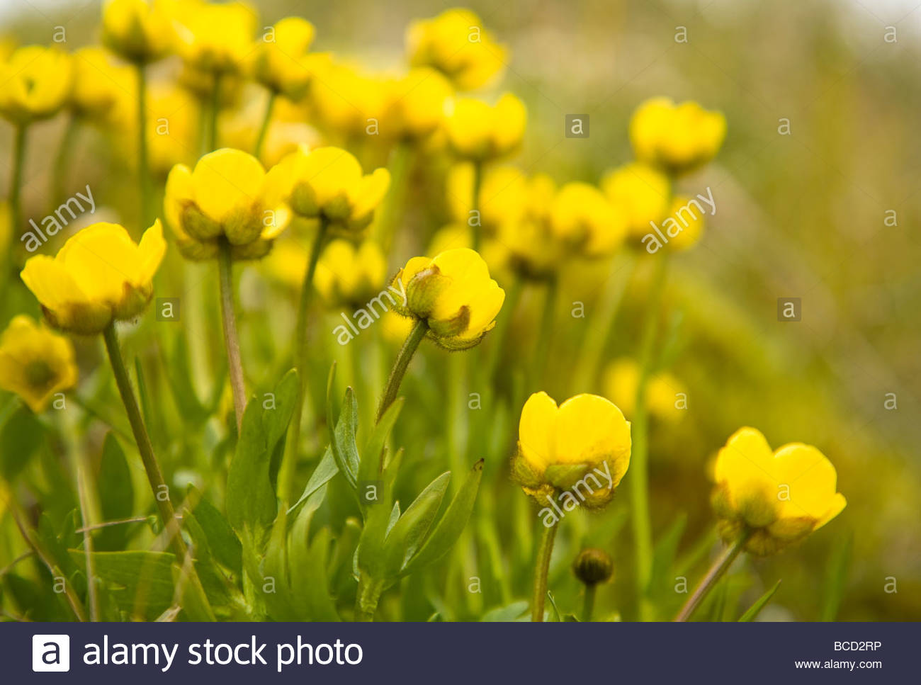 Arctic Buttercup, Bellsund, Spitsbergen Island, Svalbard, Norway Stock ...
