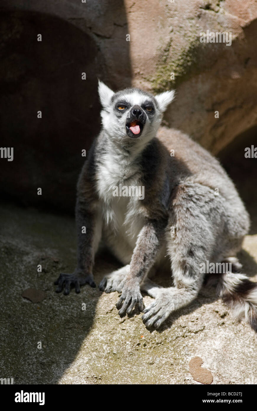 Ringed-tailed Lemur (Lemur catta) at the Santa Barbara Zoo Stock Photo ...