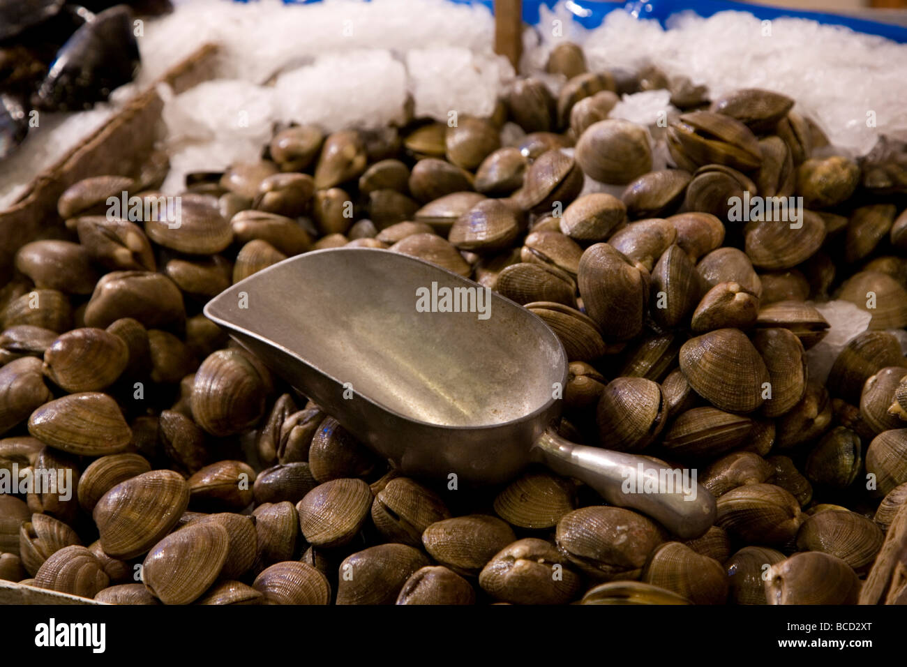 Clams for Sale at Pike Place Market Seattle Washington Stock Photo - Alamy