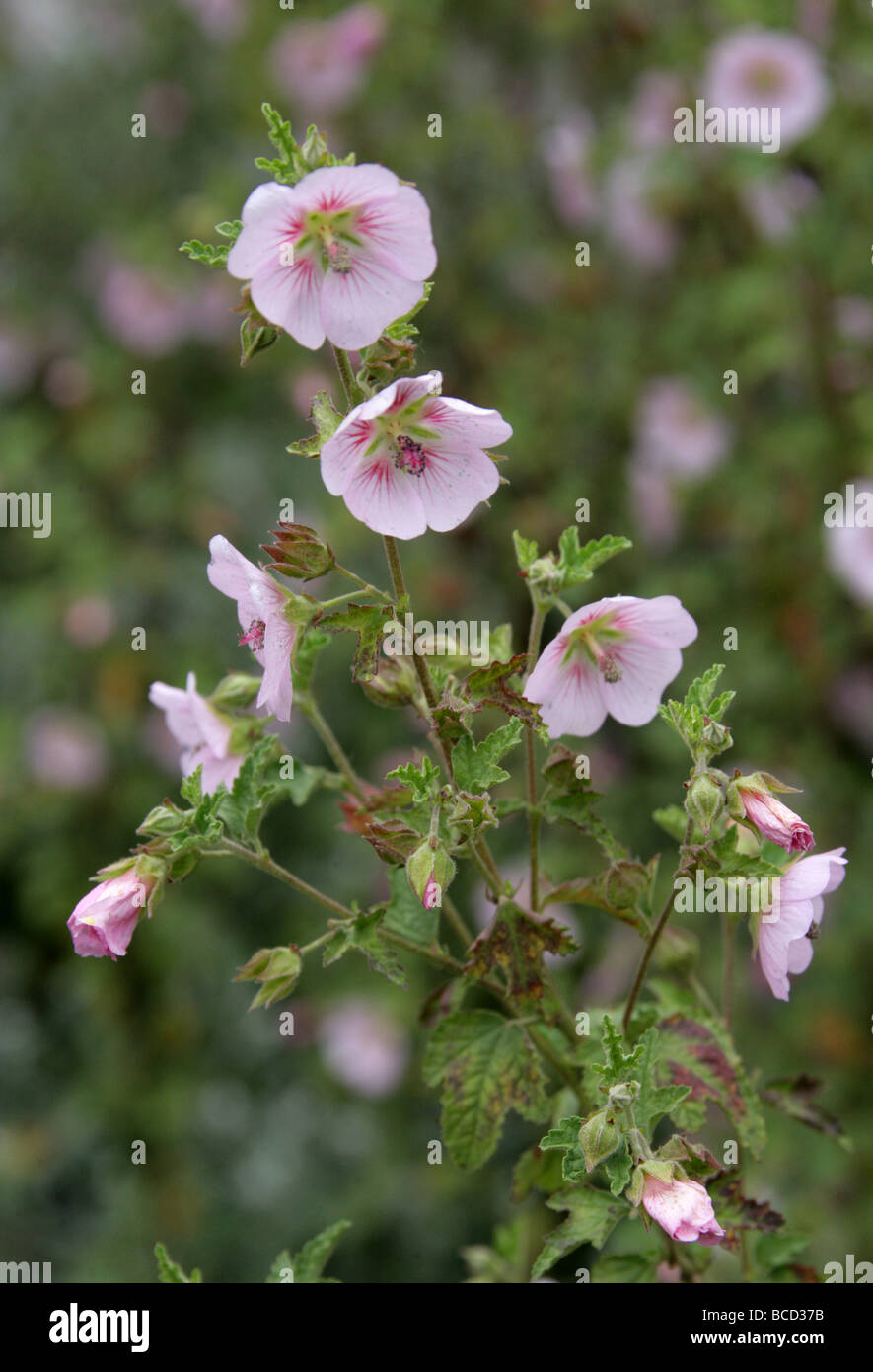 Globemallow or Globe Mallow, Sphaeralcea sp. "Hyde Hall", Malvaceae ...