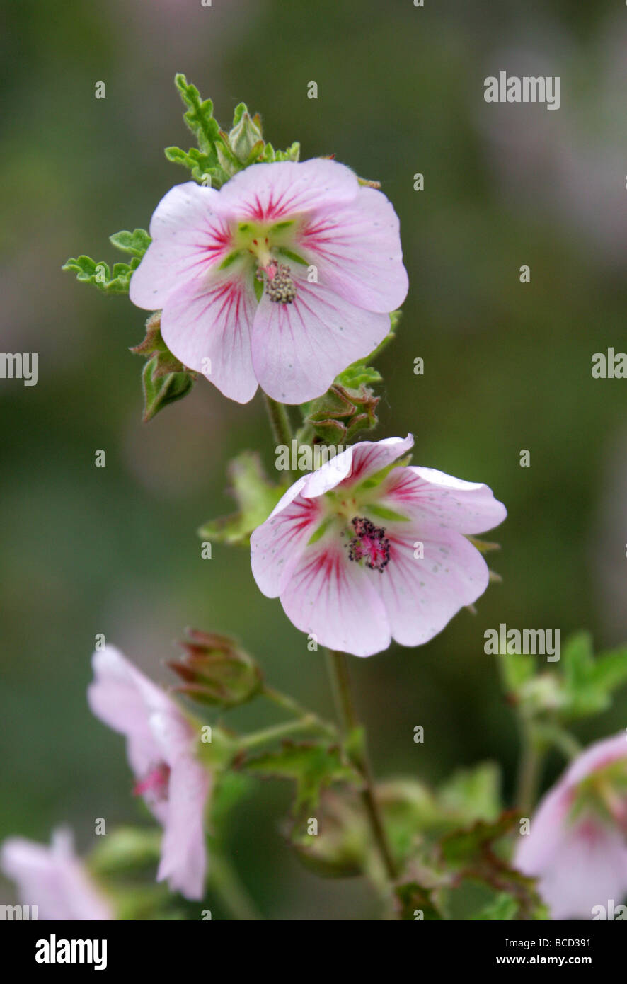 Globemallow or Globe Mallow, Sphaeralcea sp. "Hyde Hall", Malvaceae ...