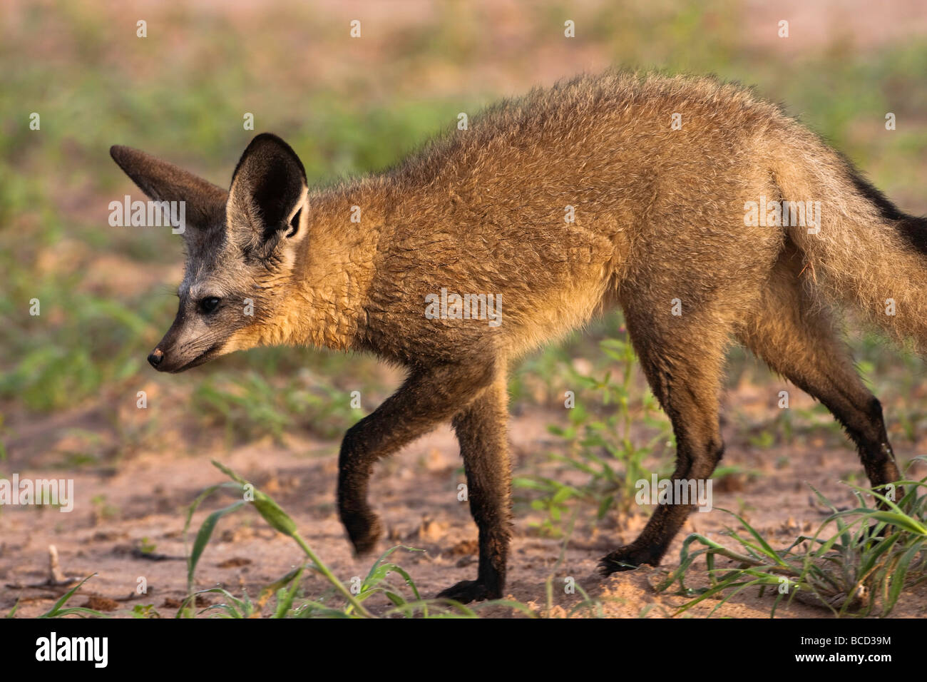 Bat eared fox walking hi-res stock photography and images - Alamy