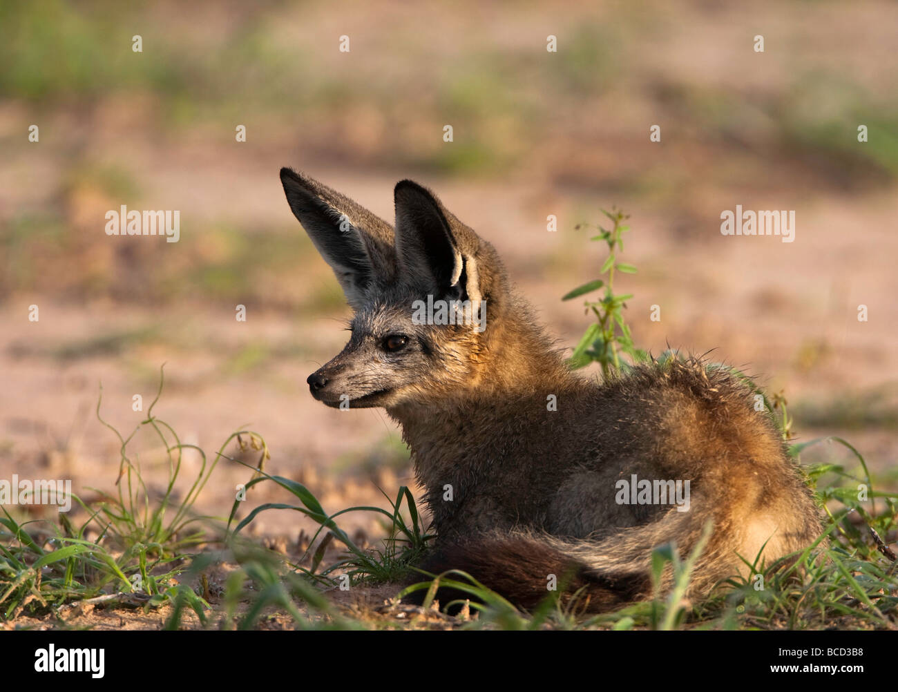 Fox laying down hi-res stock photography and images - Alamy