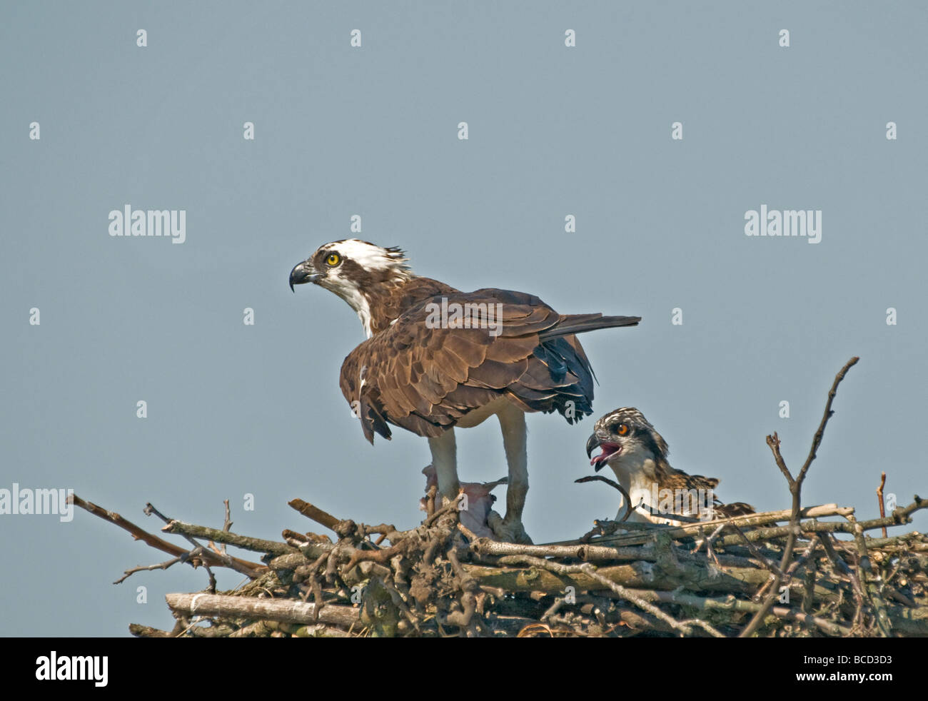 Hawk nesting platform hi-res stock photography and images - Alamy
