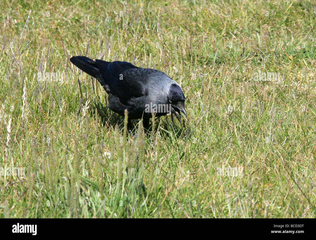 Corvidae hi-res stock photography and images - Alamy