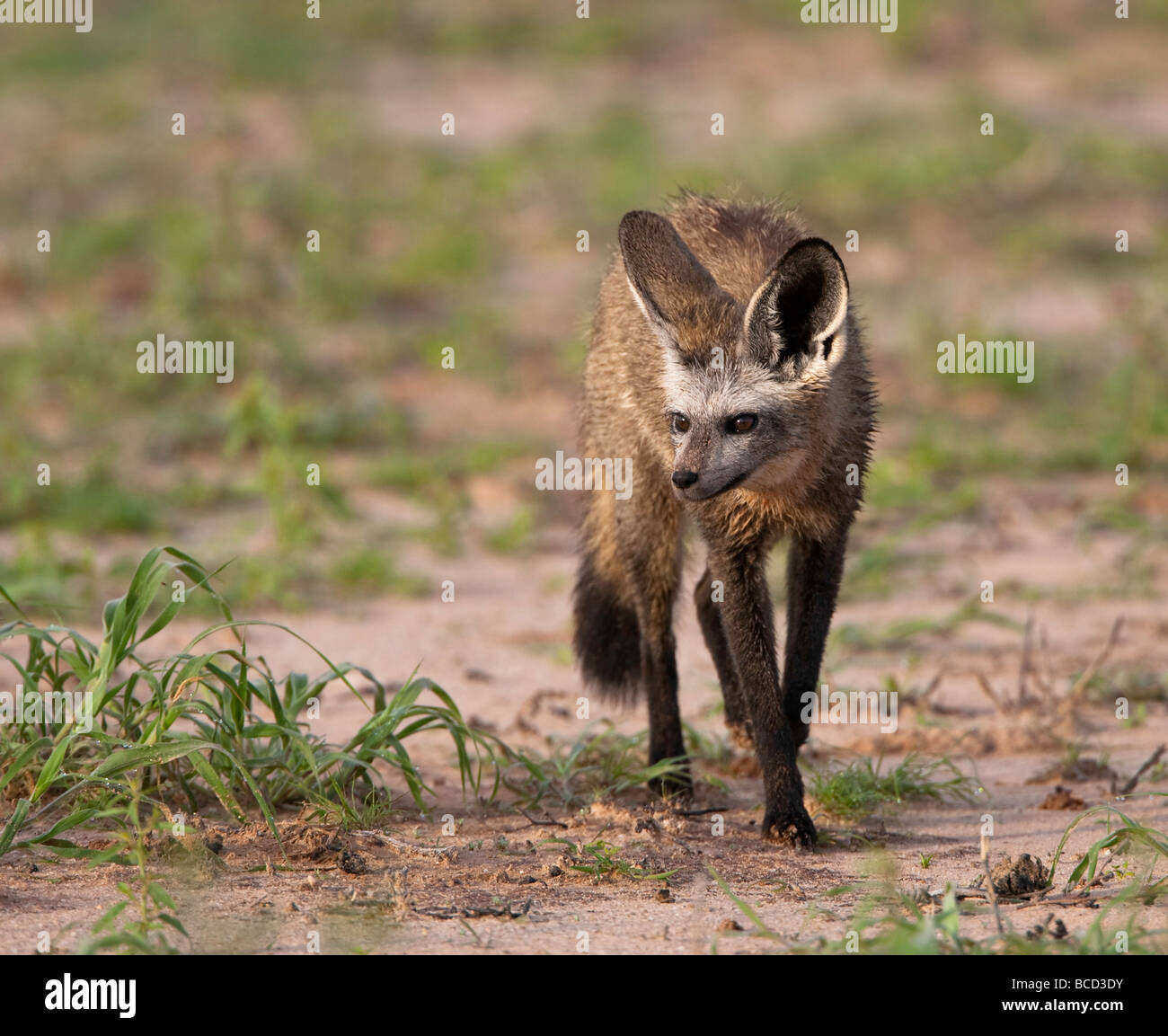 Bat eared fox walking hi-res stock photography and images - Alamy