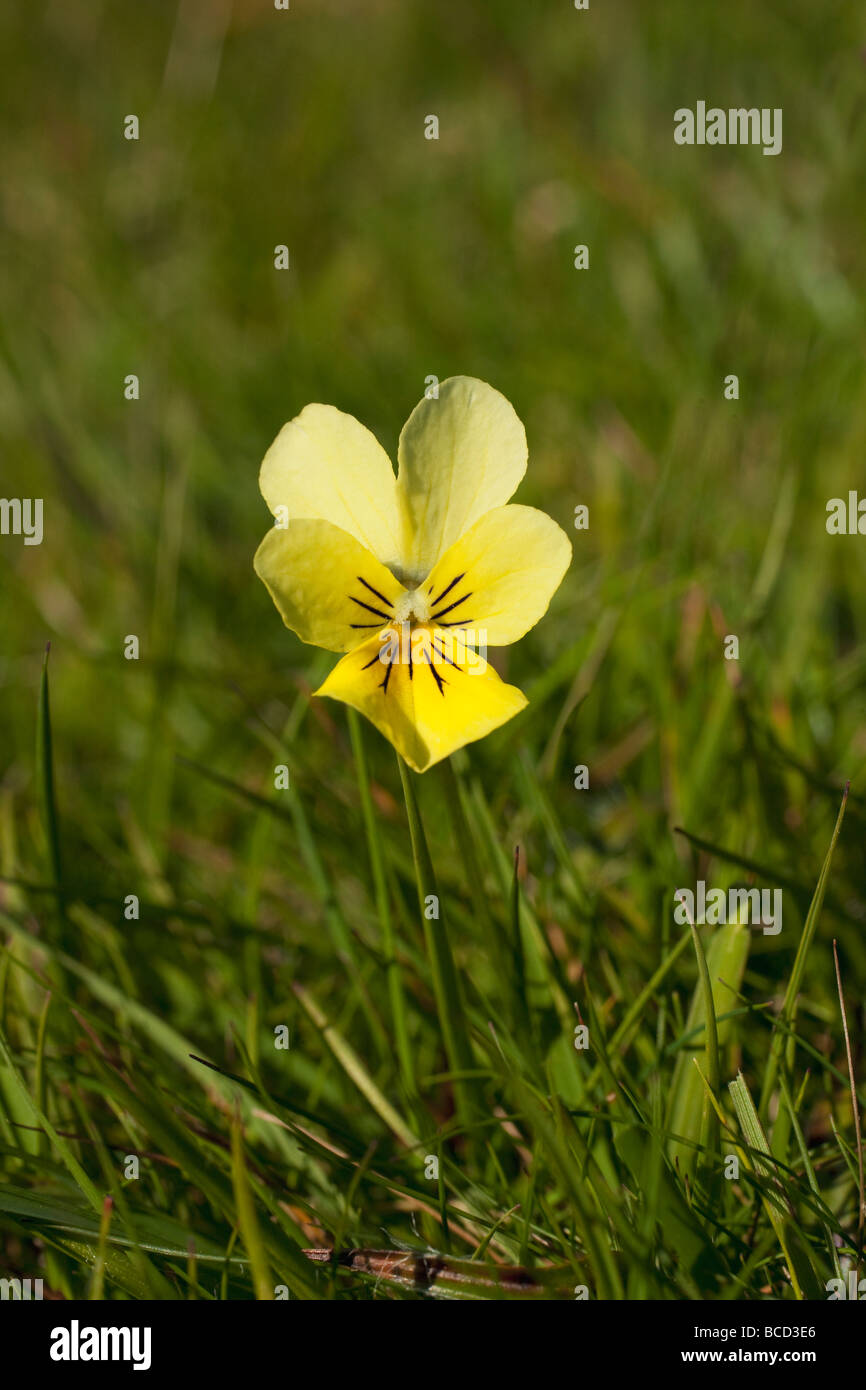 Wild Mountain Pansy Viola lutea Shropshire Hills England UK GB British ...