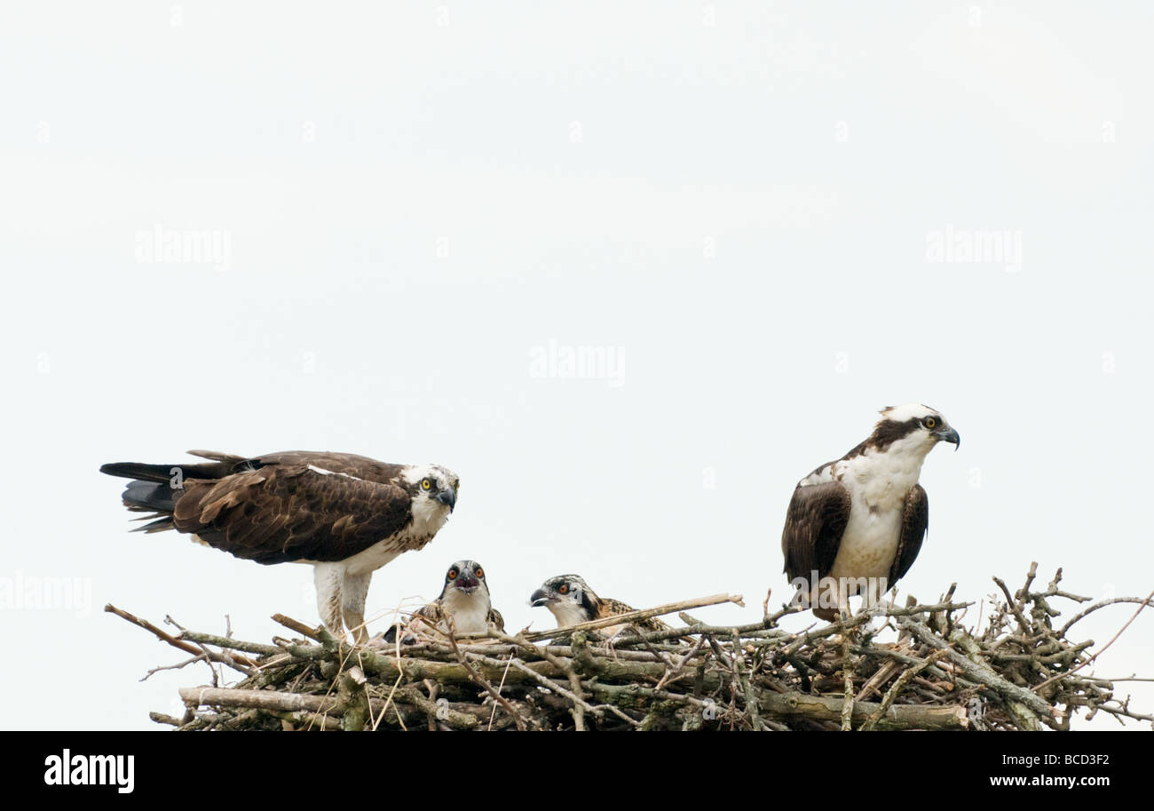 Baby osprey hi-res stock photography and images - Alamy