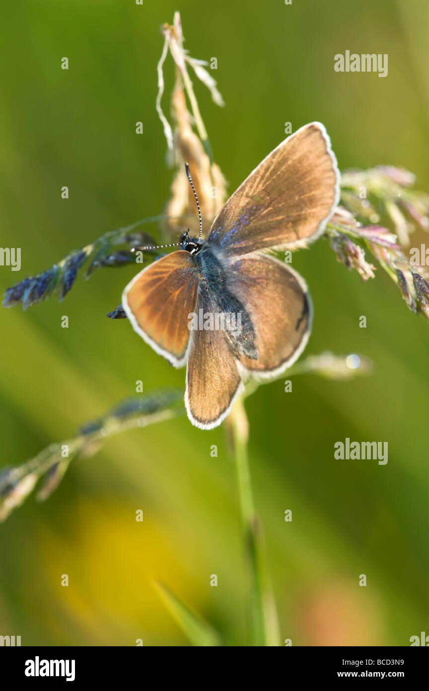 Glaucopsyche alexis (Lycaenidae). Female Stock Photo - Alamy