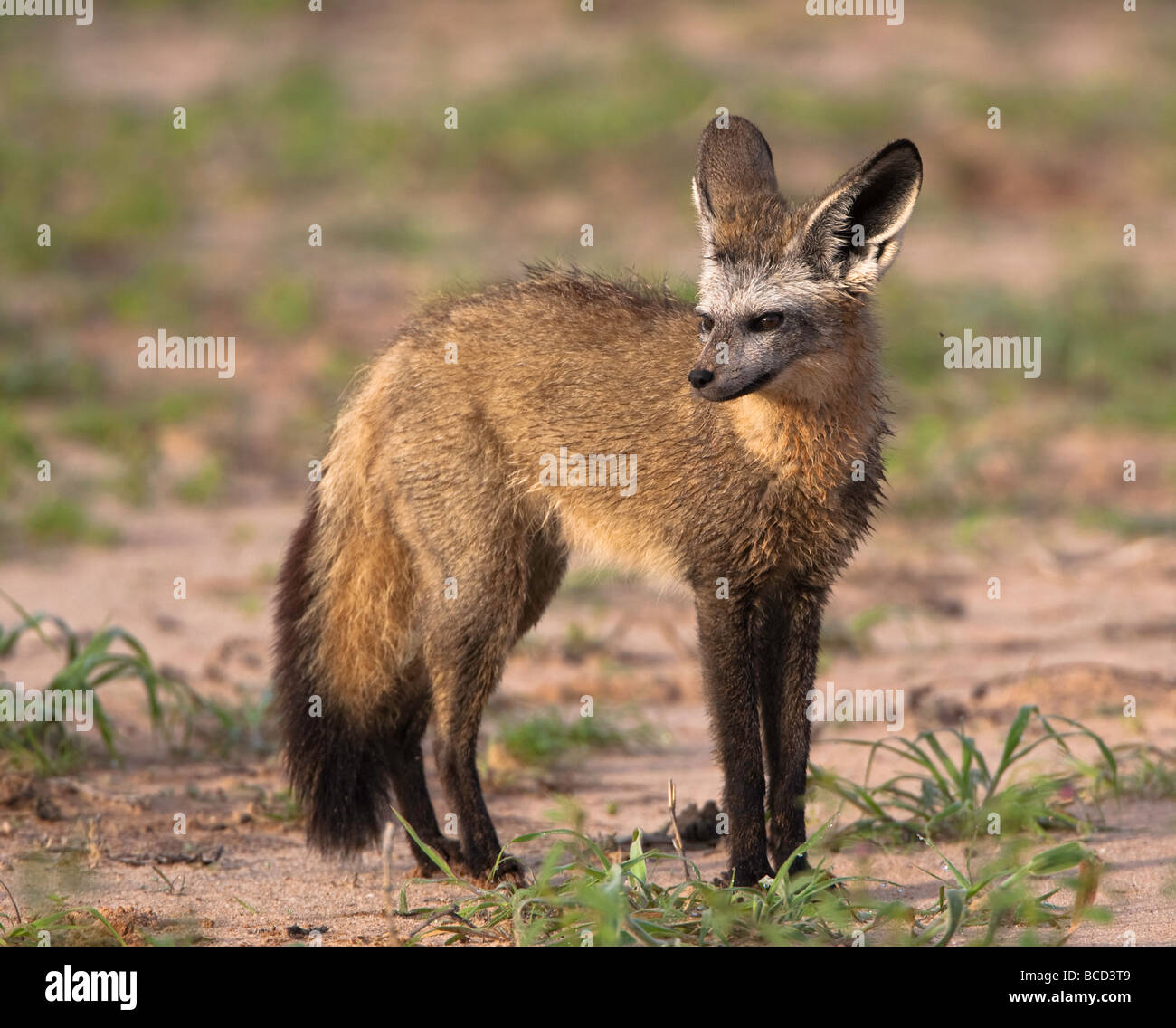 Bat eared fox hi-res stock photography and images - Alamy