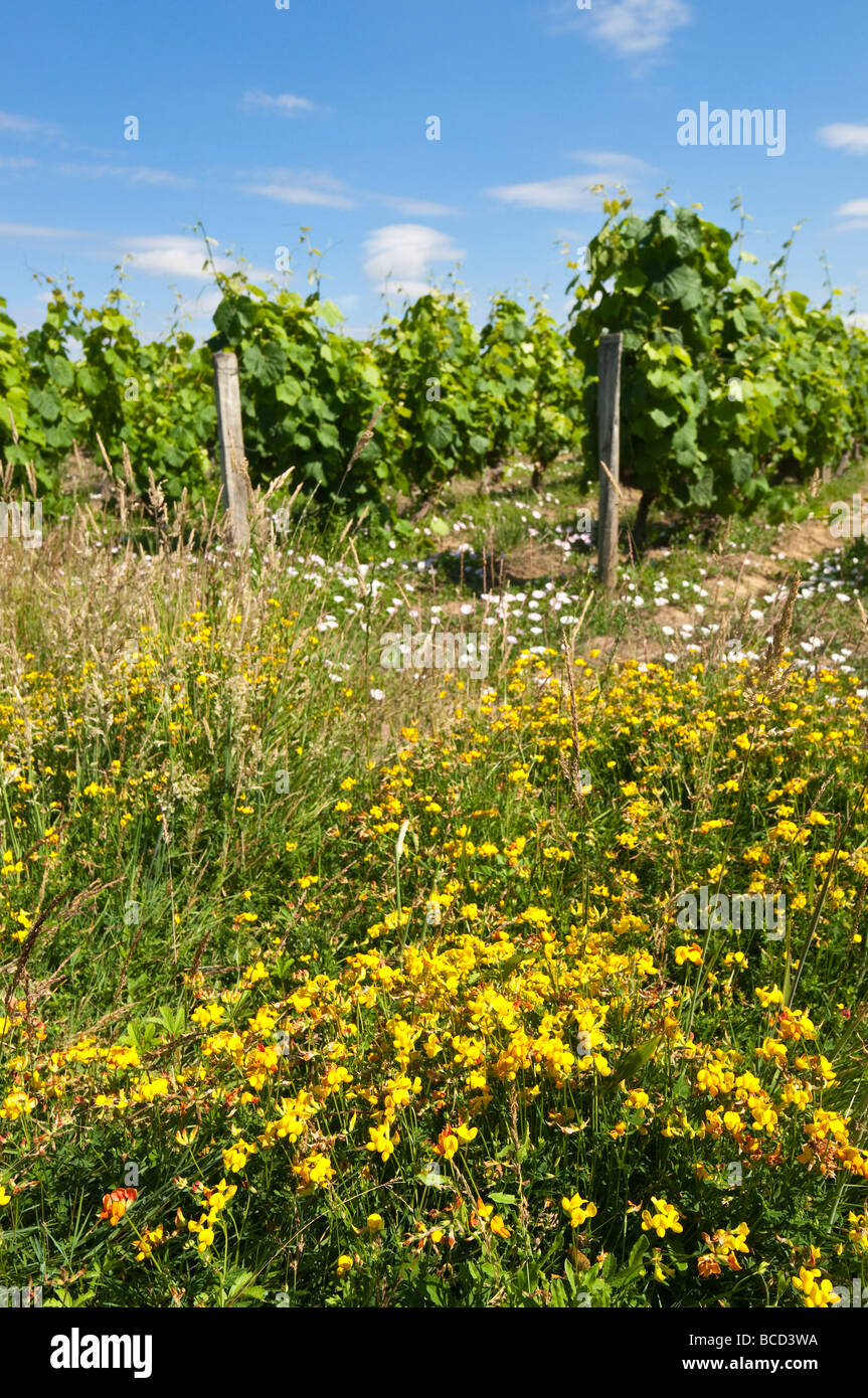 Large Yellow Rest-Harrow / Ononis repens wild plant amongst grape vines ...