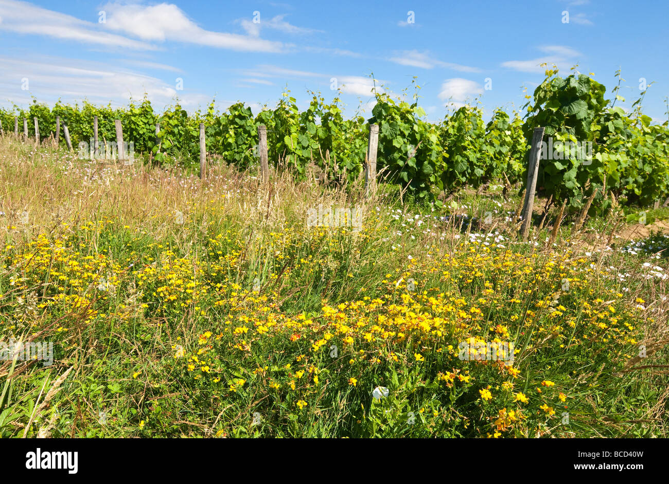 Large Yellow Rest-Harrow / Ononis repens wild plant amongst grape vines ...