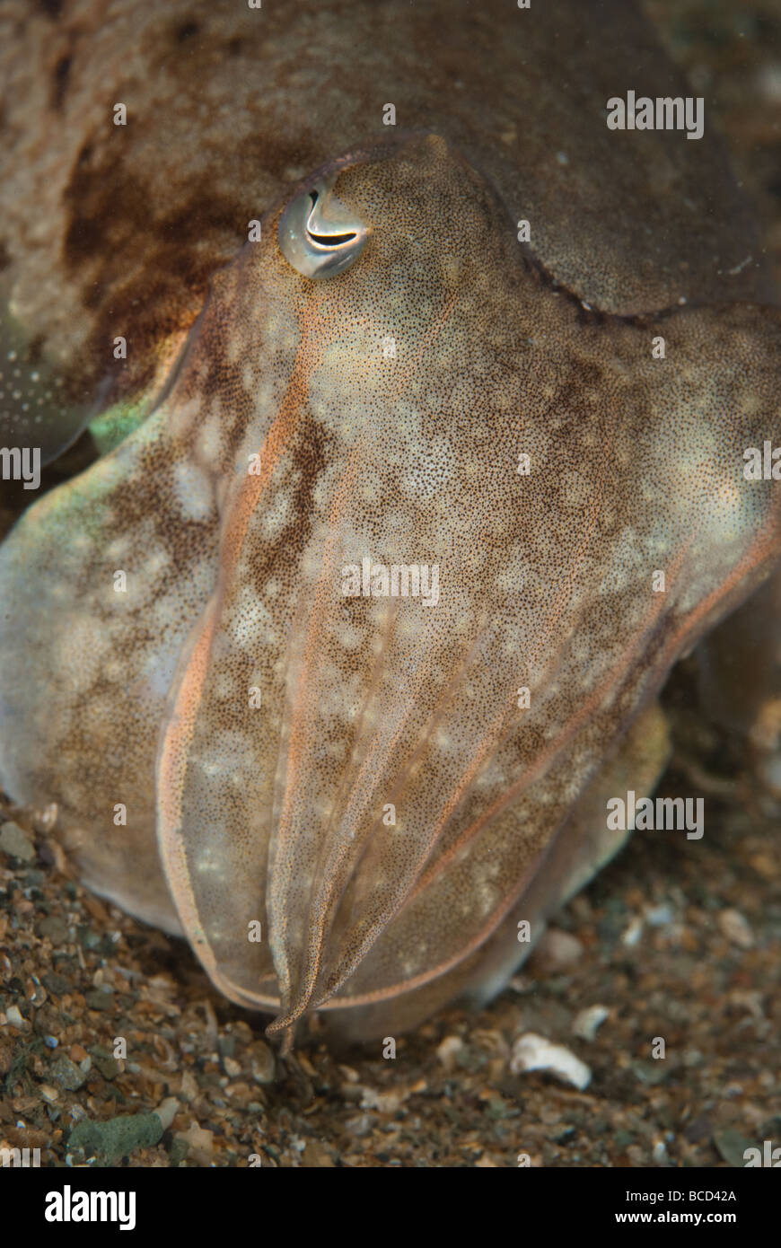 Common cuttlefish hi-res stock photography and images - Alamy