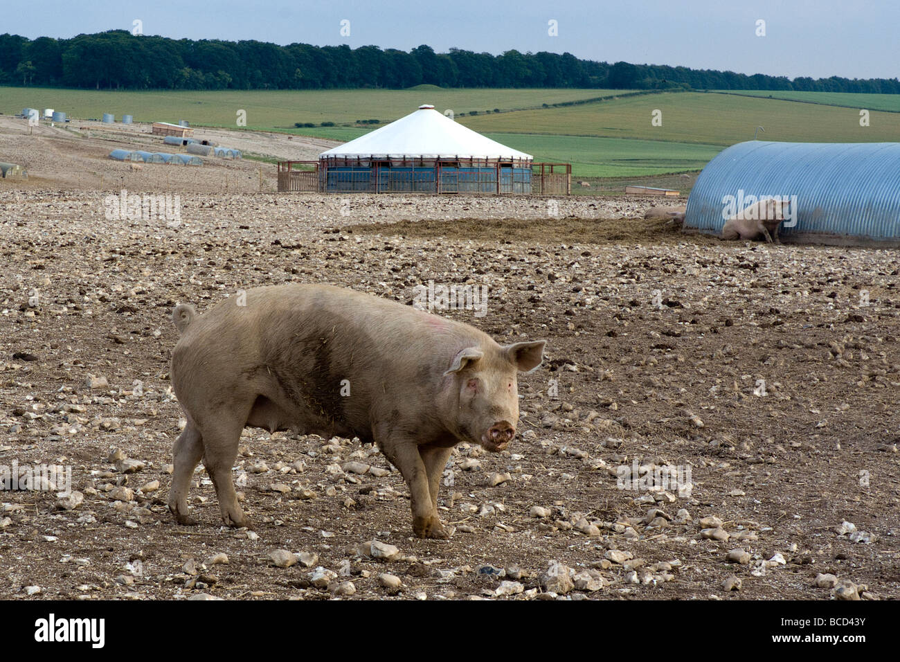 British Pig Farming High Resolution Stock Photography and Images - Alamy