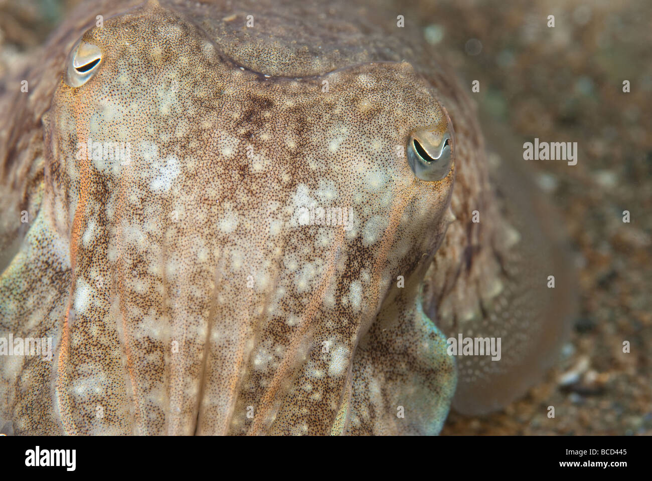 Common cuttlefish hi-res stock photography and images - Alamy