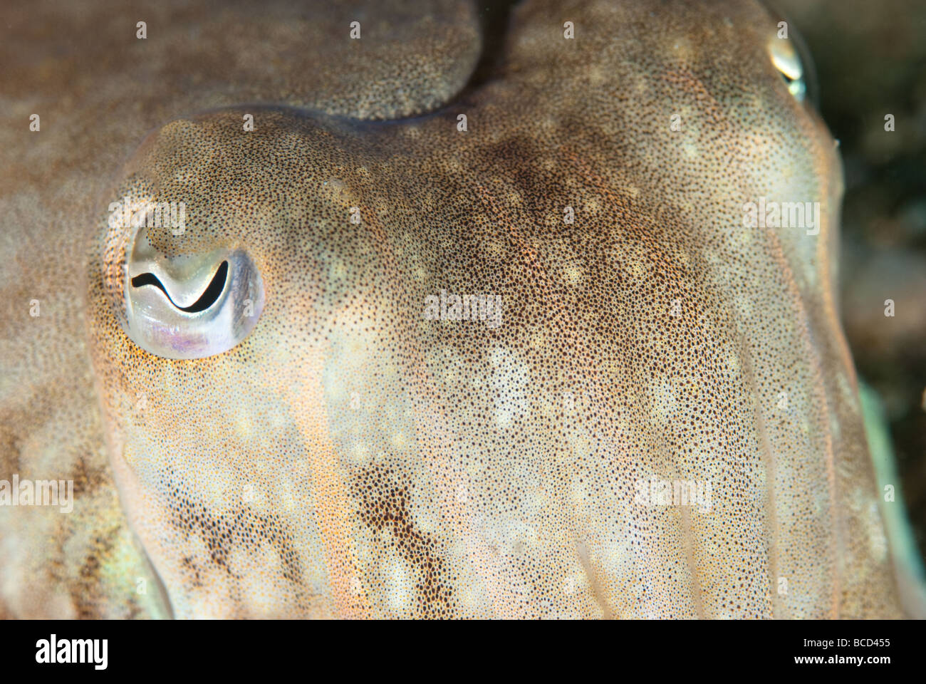 Common cuttlefish hi-res stock photography and images - Alamy