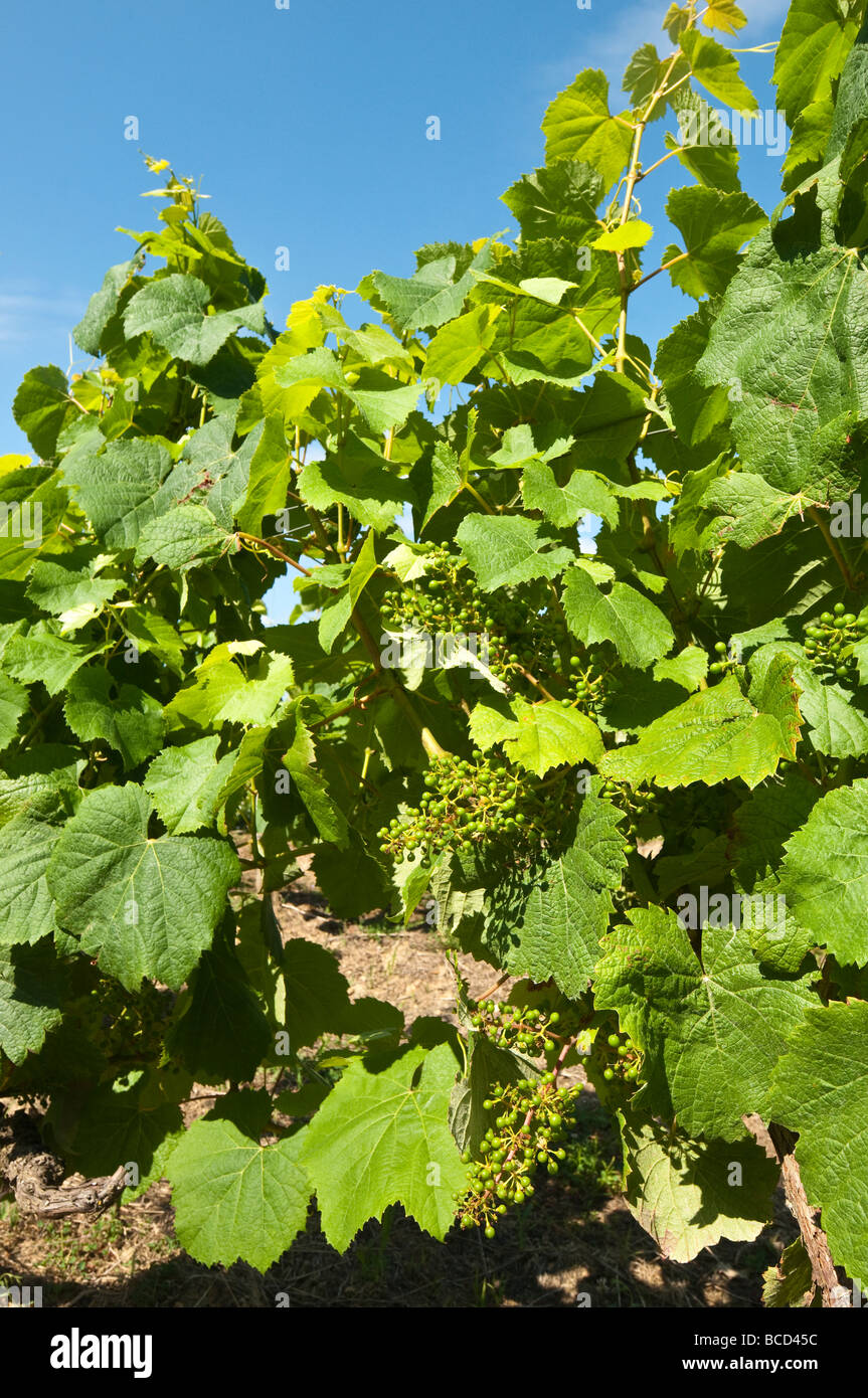 New grapes forming on vines, sud-Touraine, France Stock Photo - Alamy