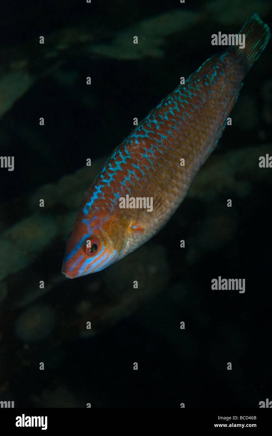 Goldsinny wrasse centrolabrus rupestris hi-res stock photography and ...